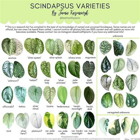 Scindapsus And Pothos Varieties 🌱 A Mama Nitas Garden