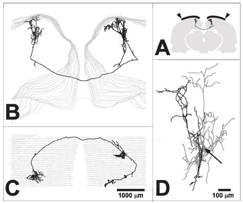 Callosal Neuron Within The Representation Of The Peripheral Visual Download Scientific Diagram