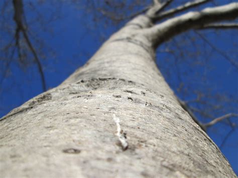 Tree Perspective 4 Free Stock Photo Public Domain Pictures
