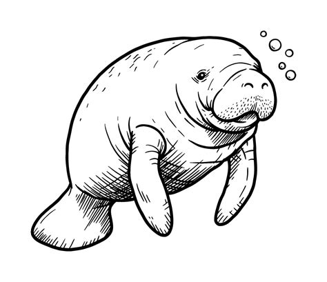 Adorable Cute Manatee Swimming Underwater With Bubbles In Black And