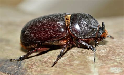 Coconut Rhinoceros Beetle Coconut Rhinoceros Beetle
