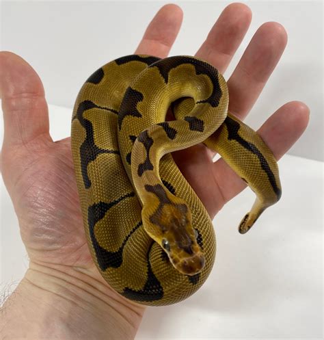 Enchi Blade Clown Pos Super Blade Ball Python By Tylers Toxic Balls
