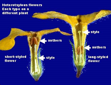 Darwin S South America Darwins Study Of Hermaphroditic Plants Inspires Study Of Heterostyly