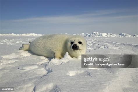 Snow Harp Photos And Premium High Res Pictures Getty Images