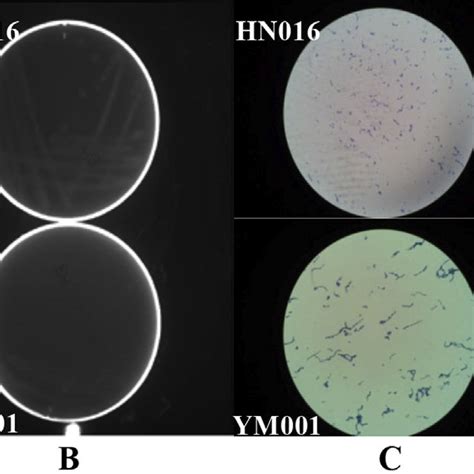 The Growth Features Hemolytic Ability Gram Staining And Sem