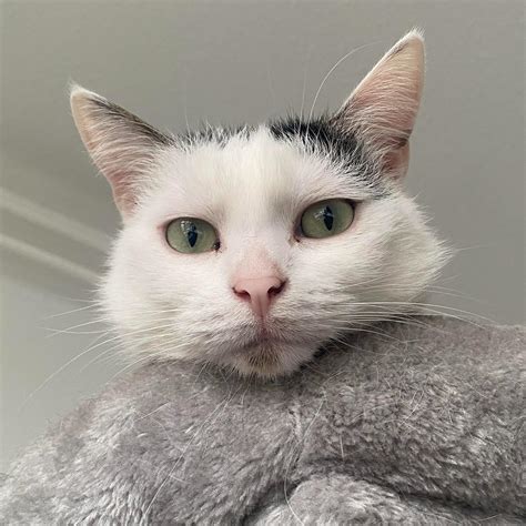 Bubies The Cat Paradises Amazon Page