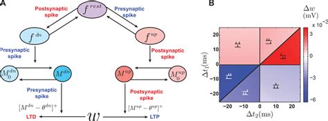 The Nmdar Based Model A Schematic Illustration Of Spike Interactions