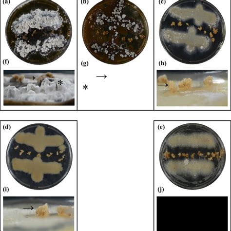 Basidiocarp Development By Wild Type Strains Wc Or Phy Mutants Under