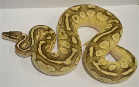 Butter Ball Python