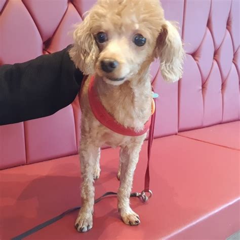 비숑프리제분양가 유기견 미니비숑 웰시코기분양 스피츠 요크셔테리어분양 먼치킨고양이 노르웨이숲고양이분양 댕댕이 강아지무료분양 고양이무료분양 도그마루 보호소 유기견 강아지