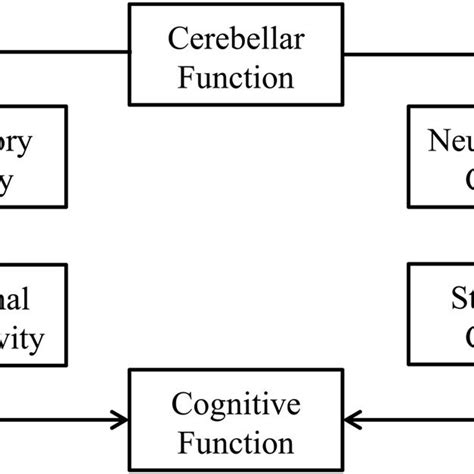 Interconnected Relationship Between Cerebellum And Cognitive Function