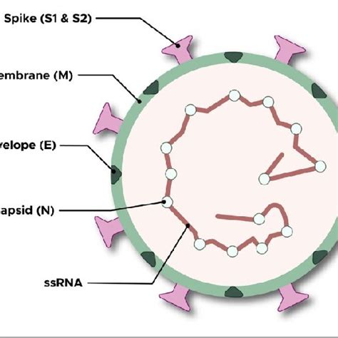Schematic Representation Of A Sars Cov 2 Virion Download Scientific