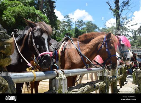 Horseback Riding at the Wright Park is one of the many scenic parts of Baguio. Wright Park is ...