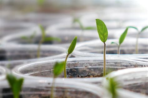 Mastering Greenhouse Climate Control Precision For Optimal Munters