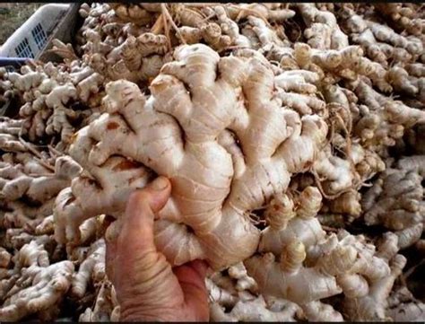 A Grade Yellow Fresh Natural Ginger Carton Packaging Size 60 Kg At