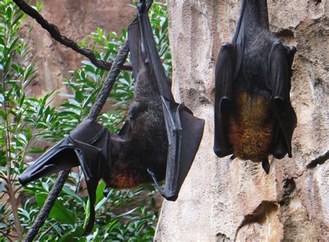 Biggest Bat In The World