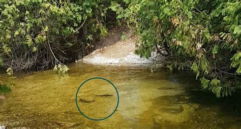 Protecting Salmon Spawning Grounds Using Natural And Engineered Materials Maccaferri