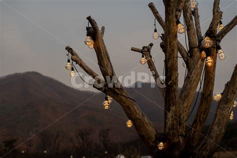 나무 조명 쓸쓸함 가을 가지 사진 이미지 일러스트 캘리그라피 Don Hn작가