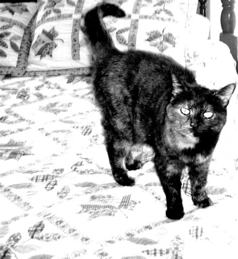 Kitty Kitty By Docgimpy On Deviantart