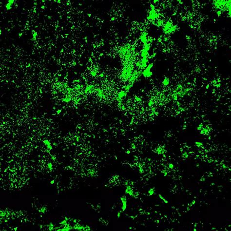 Igg1 Antibody Anti Mouse Miltenyi Biotec Usa