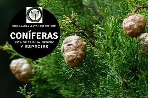 GuÍa De Árboles Y Arbustos De Los Bosques Comestibles Coníferas Guía