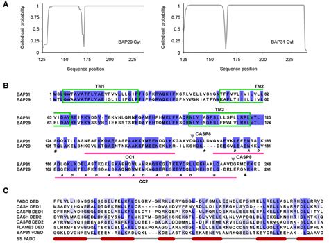 Bap29 And Bap31 Coiled Coil Predictions And Sequence Alignments A Download Scientific