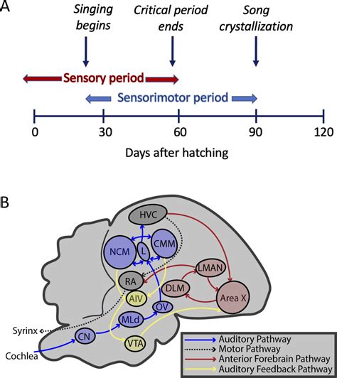 The Natural History Of Model Organisms Neurogenomic Insights Into The Behavioral And Vocal