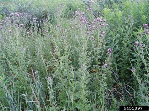 Diffuse Knapweed Nebraska Invasive Species Council Nebraska