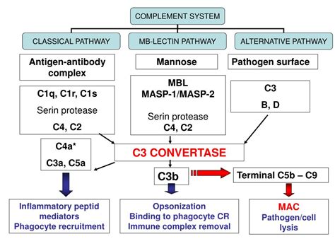 Ppt The Complement System Powerpoint Presentation Free Download Id