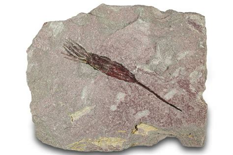 5 Eocrinoid Ascocystites Mortality Plate Ordovician 305104 For