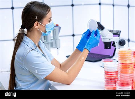 Microbial Culture And Growth Petri Dishes Are Commonly Used To Culture