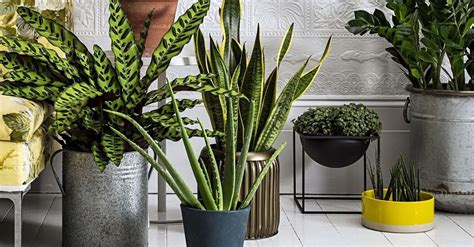 Як часто та навіщо розпушувати ґрунт в горщиках з кімнатними рослинами поради