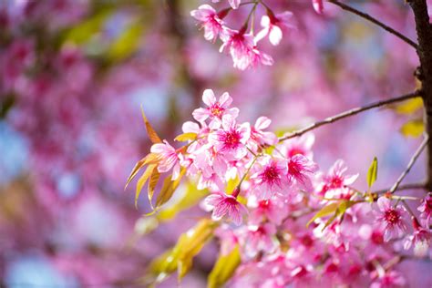 핑크 파스텔 꽃 꽃 부드러운 자연 꽃 흐린 배경 빈티지 복고풍 로맨스 매화 식물 꽃 봄 시즌 흐릿한 벚꽃 꽃잎은 아름다운 정원에 심습니다 배경 템플릿 0명에 대한 스톡 사진