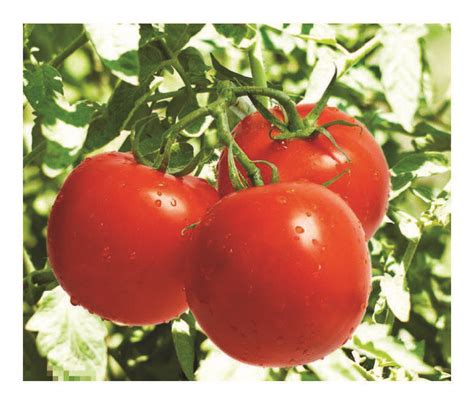 Modeling Fruits With Deformable Meshes A A Hanging Fruit B Download Scientific Diagram