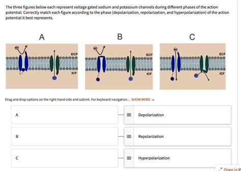 The Three Figures Below Each Represent Voltage Gated Sodium And