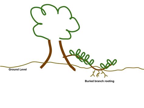 Propagating An Old Pear Tree Pears Forum At Permies