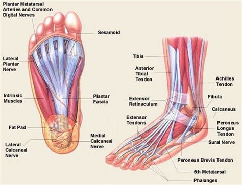 Foot Muscles Attachment Nerve Supply And Action Anatomy Info