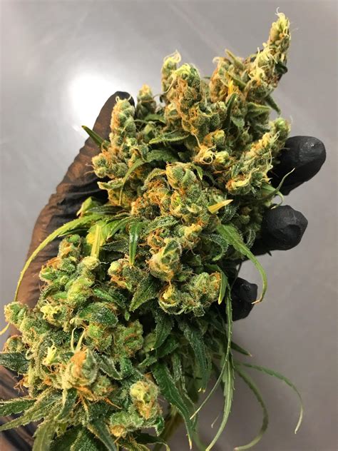 True Indoor Smokable Flower Nc Grown Baox Strain Hemp Buyer Marketplace