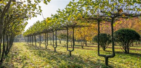 Topiary Unique Forms Countless Possibilities Ebben Tree Nursery