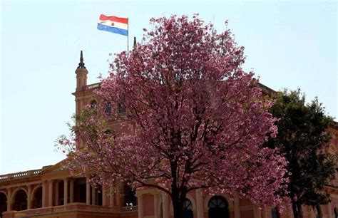 Lapachos Dan Color A Asunción Nacionales Abc Color