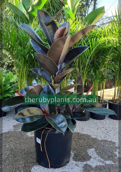 Plant Care Tips The Ruby Plants