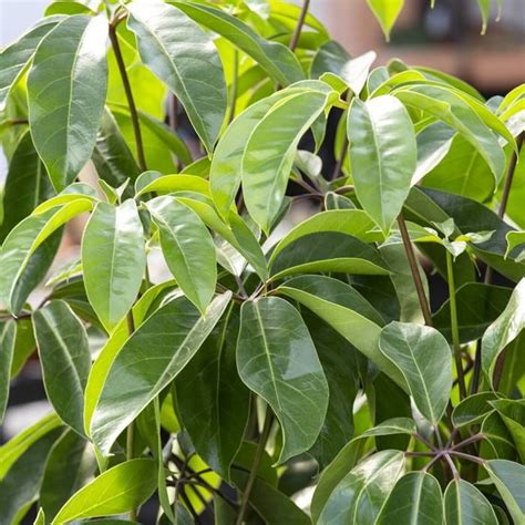 Buy Schefflera Actinophylla 21 Cm Affordable Uk