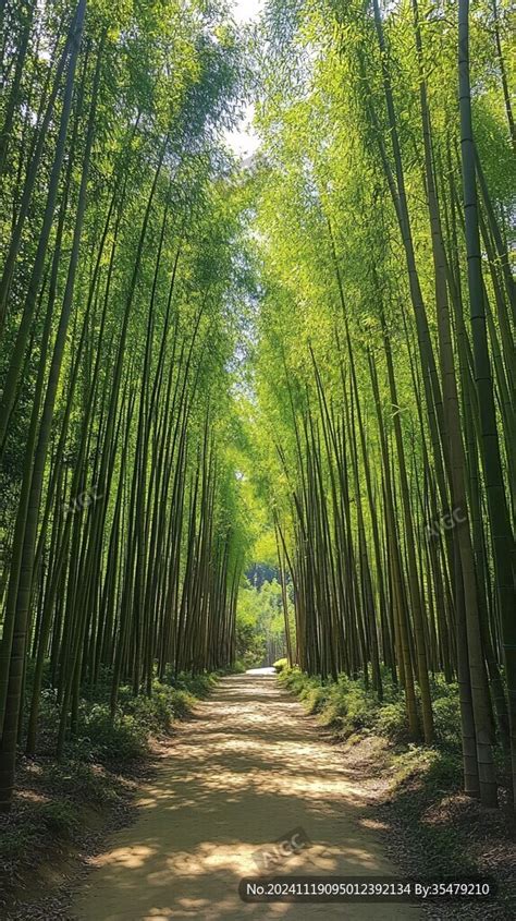 Ai创作图竹林步道图片素材下载 清雅脱俗竹林小道 唯美竹林小路 竹林小道素材 高清竹林大图绿色森林 竹林小路素材 高清竹林大图 竹林素材竹林小道 竹林素材翡翠长廊 翠竹林竖幅 仰望竹林作品