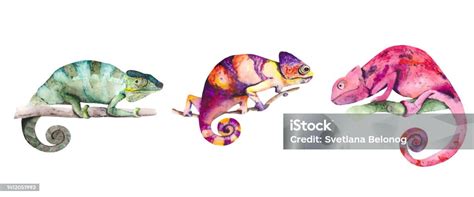 흰색 배경에 고립 된 나뭇 가지에 밝은 카멜레온 사막 자연의 풍부함에 대한 디자인과 삽화를위한 수채화 파충류 카멜레온에 대한 스톡 벡터 아트 및 기타 이미지 Istock