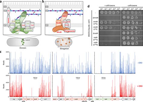Tn Seq Evaluation Of Genes Encoding Components Of The Pg Polymerization