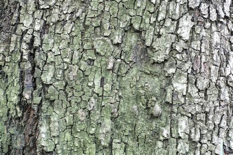 Free Photo Wood Texture With Moss