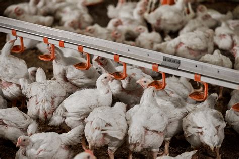 Balancing The Gut Microbiome For Optimal Poultry Performance Poultry