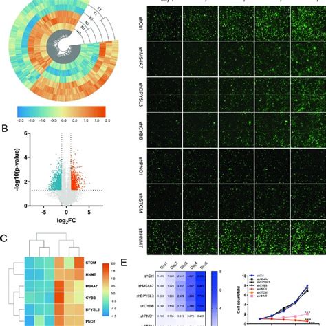 Mrna Microarray Analysis And High Content Screening Identify A