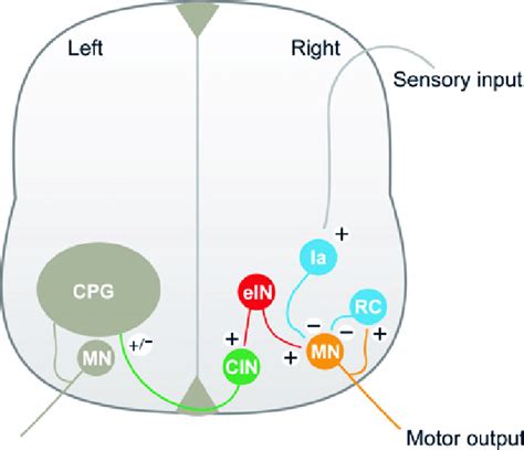 Simplified Schematic Representation Of The Location Of The Cpg And Download Scientific Diagram