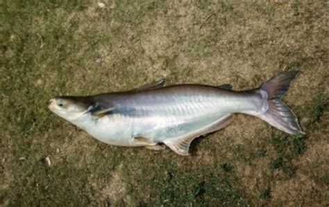 Unveiling The Flavor What Does Basa Fish Taste Like 2026